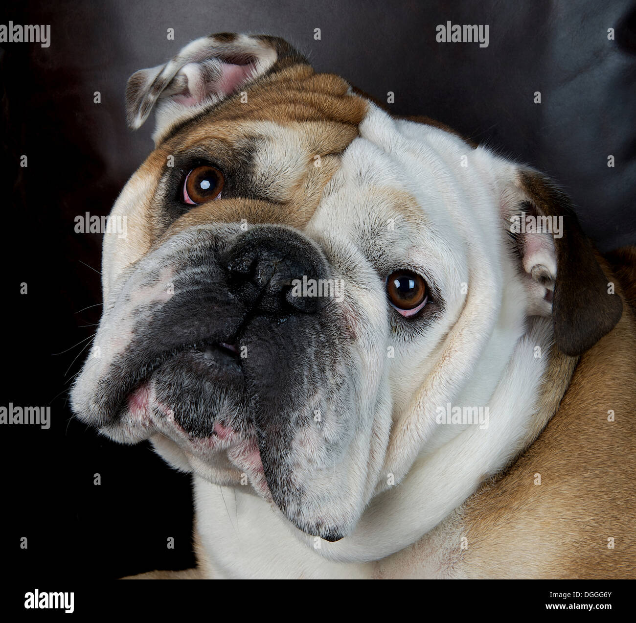 American bulldog side hi-res stock photography and images - Alamy