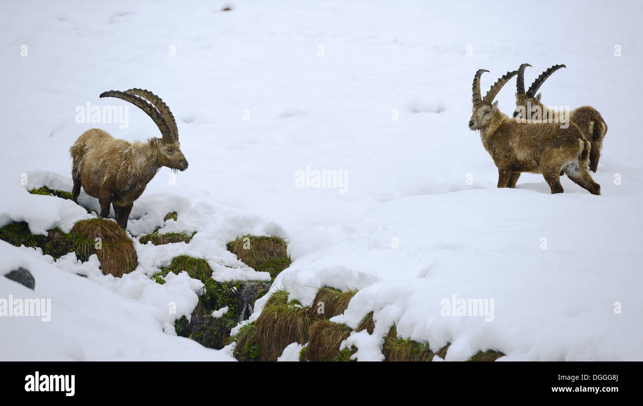 Alpine Ibex (Capra ibex) three adult males, standing on snow, Gran ...