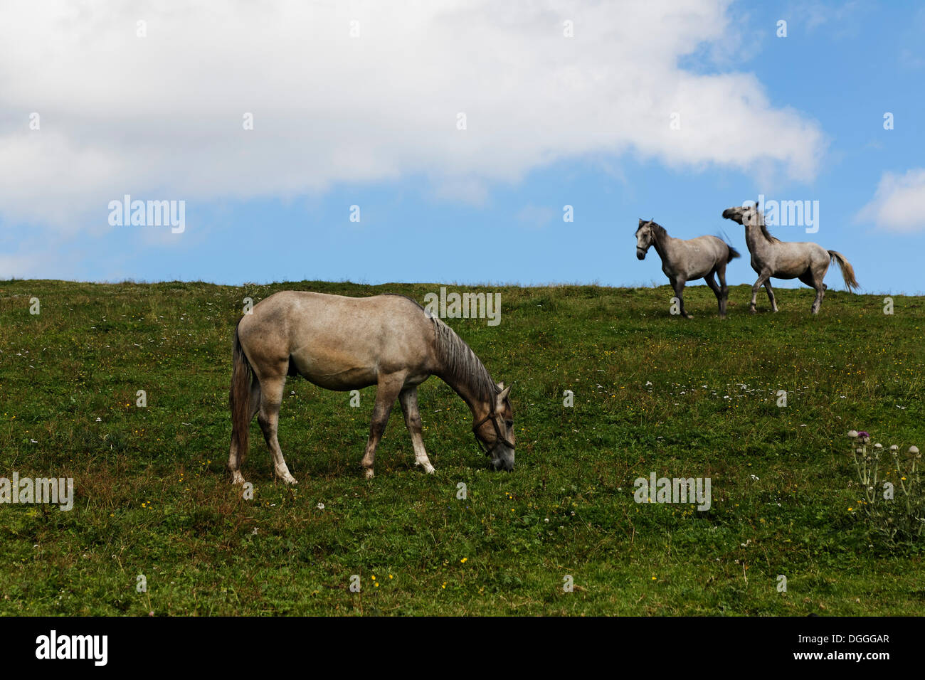 Lipizzaner horses in the pasture, Federal Stud Piber, community of ...