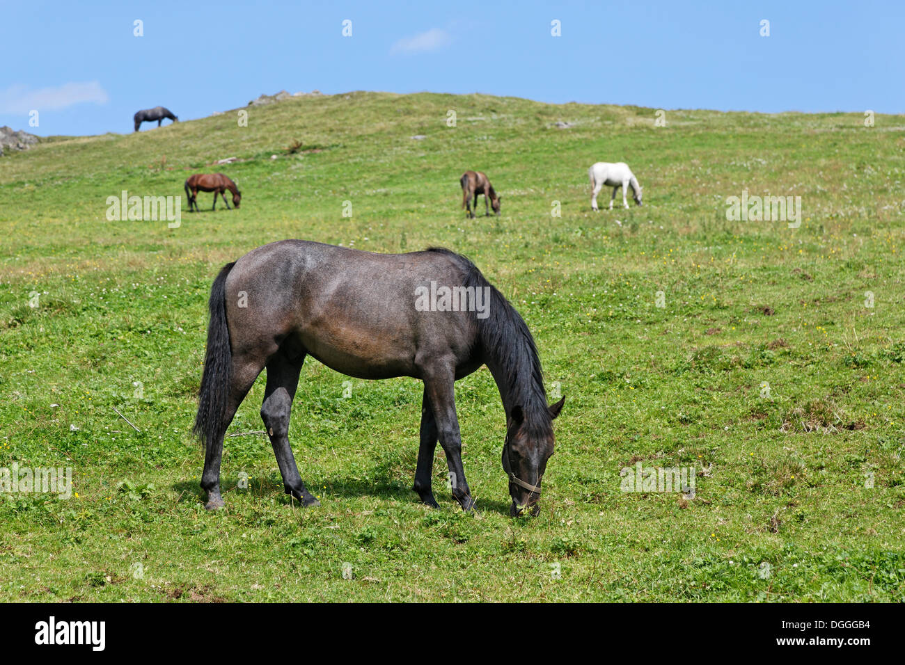 Piber hi-res stock photography and images - Alamy
