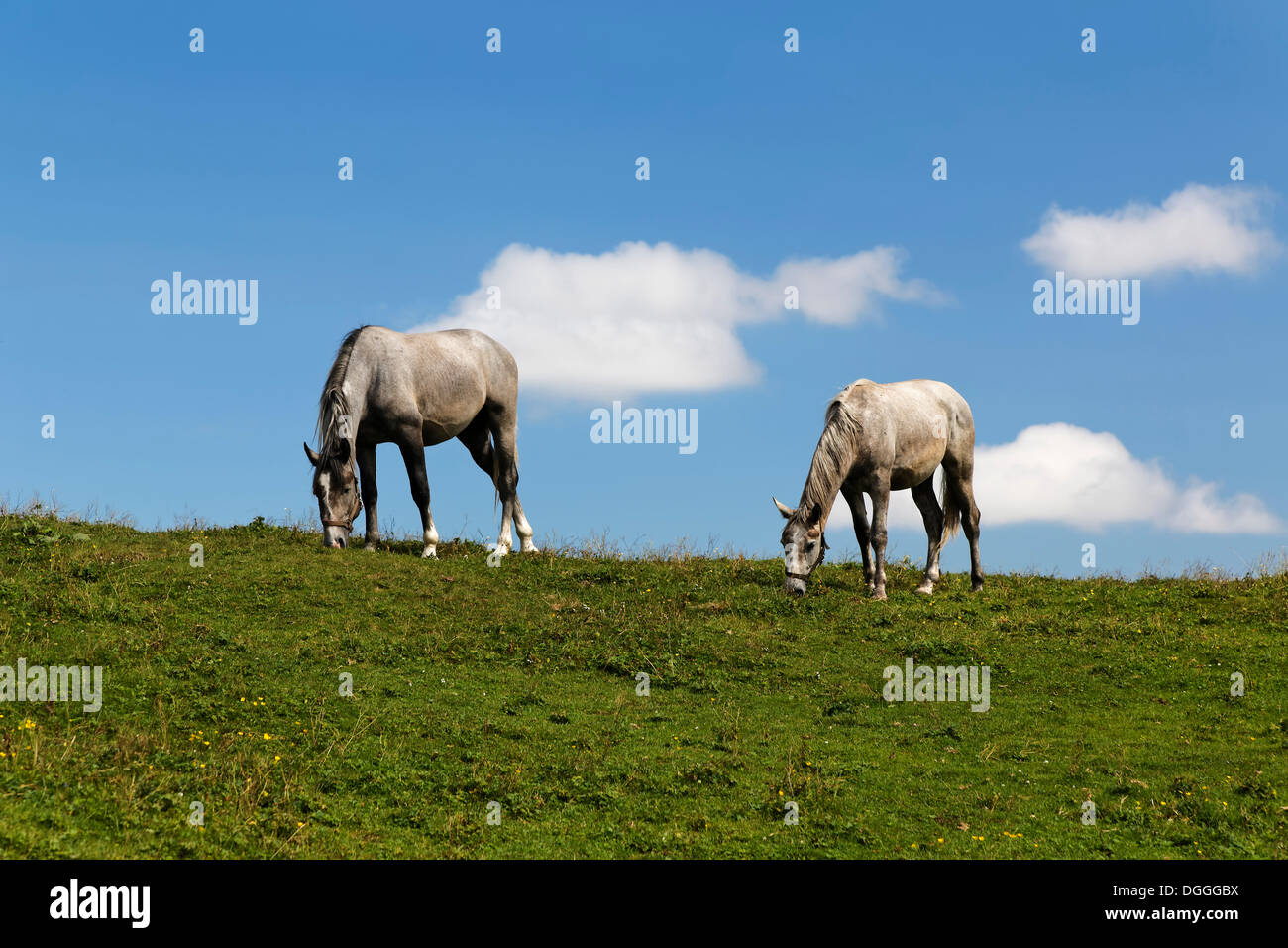 Lipizzaner breeding hi-res stock photography and images - Alamy