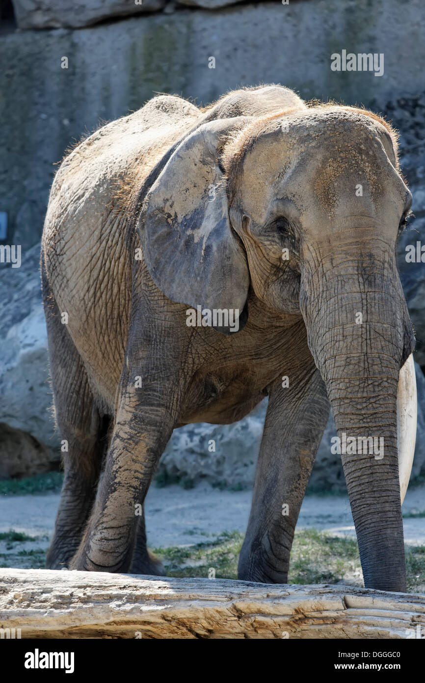African Bush Elephant (Loxodonta africana) with only one tusk ...