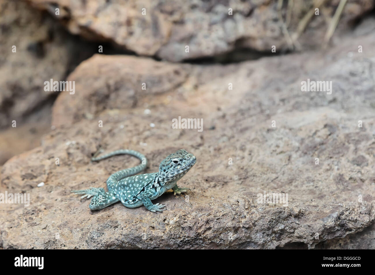 Desert Iguana (Dipsosaurus dorsalis), Vienna, Austria, Europe Stock ...