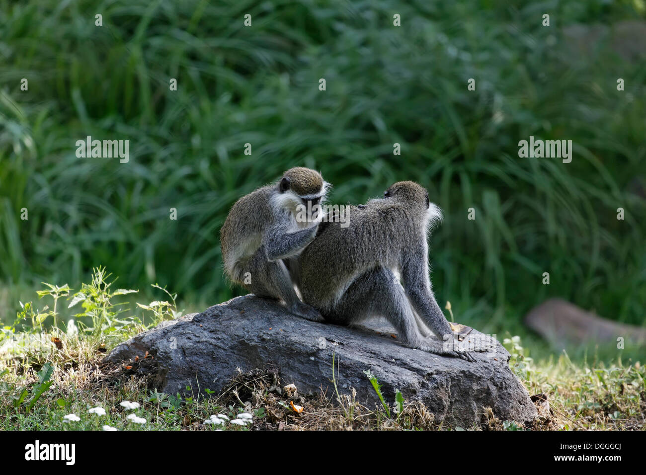 Grivets (Chlorocebus aethiops), Tierwelt Herberstein, World of Animals ...