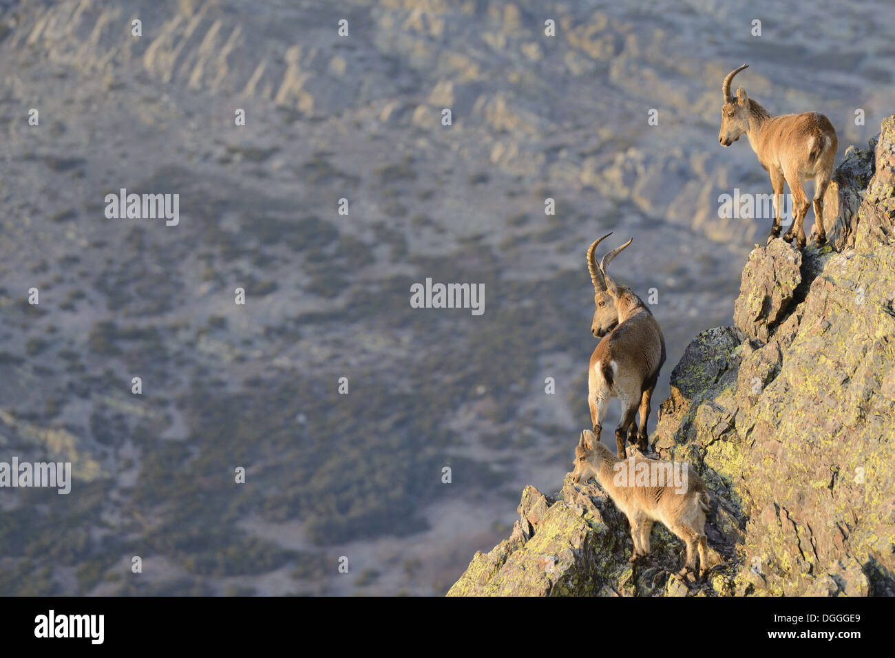 Pyrenean ibex hi-res stock photography and images - Alamy