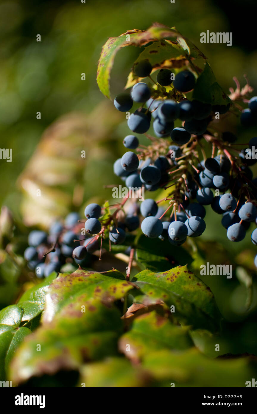 Fine art flora images nano hi-res stock photography and images - Alamy