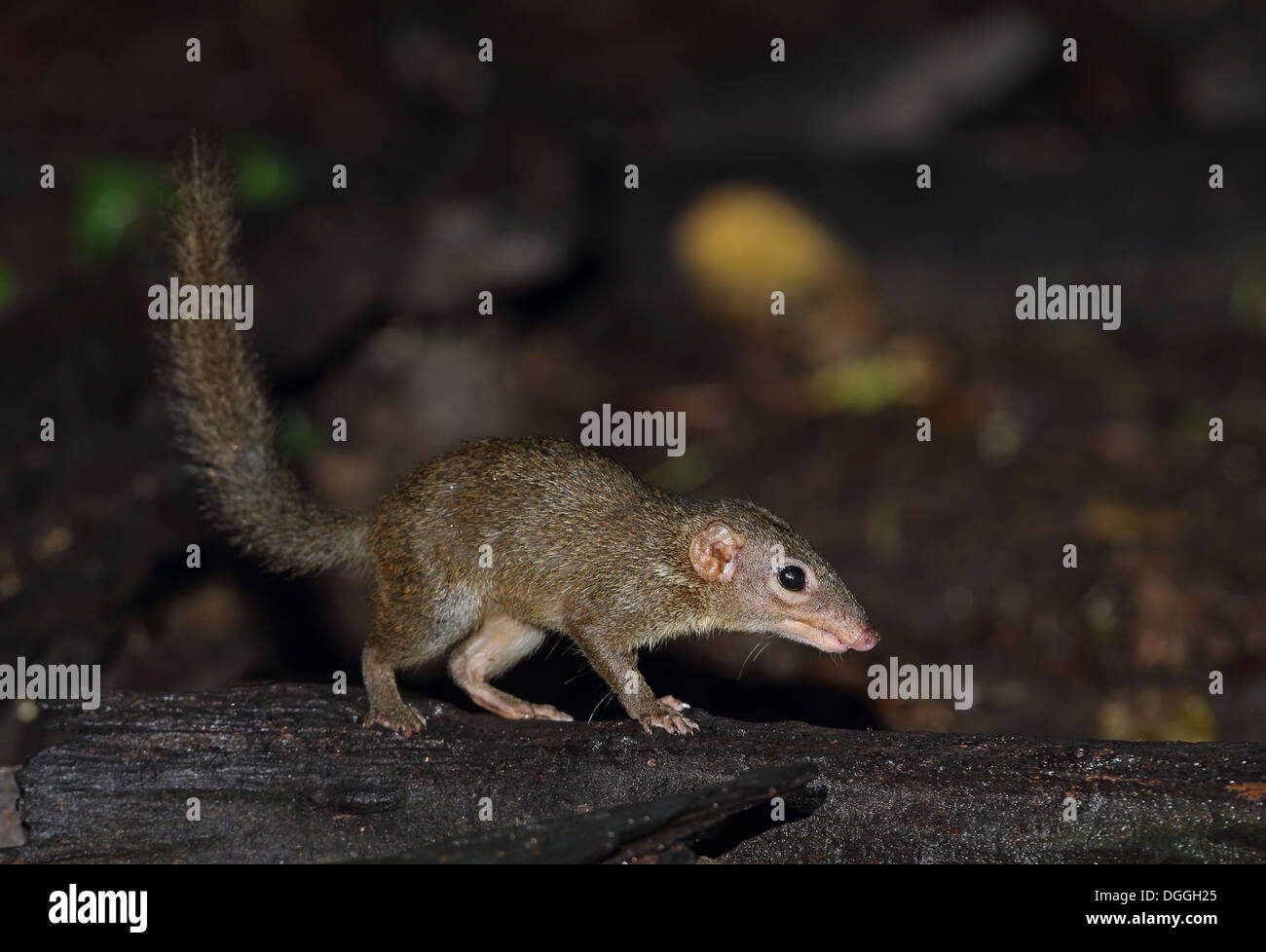 Northern Shrew Stock Photos & Northern Shrew Stock Images - Alamy