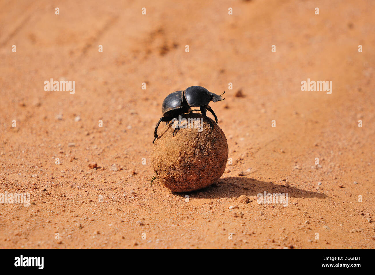 Flightless Dung Beetle, Circellium bacchus in the Addo Elephant ...