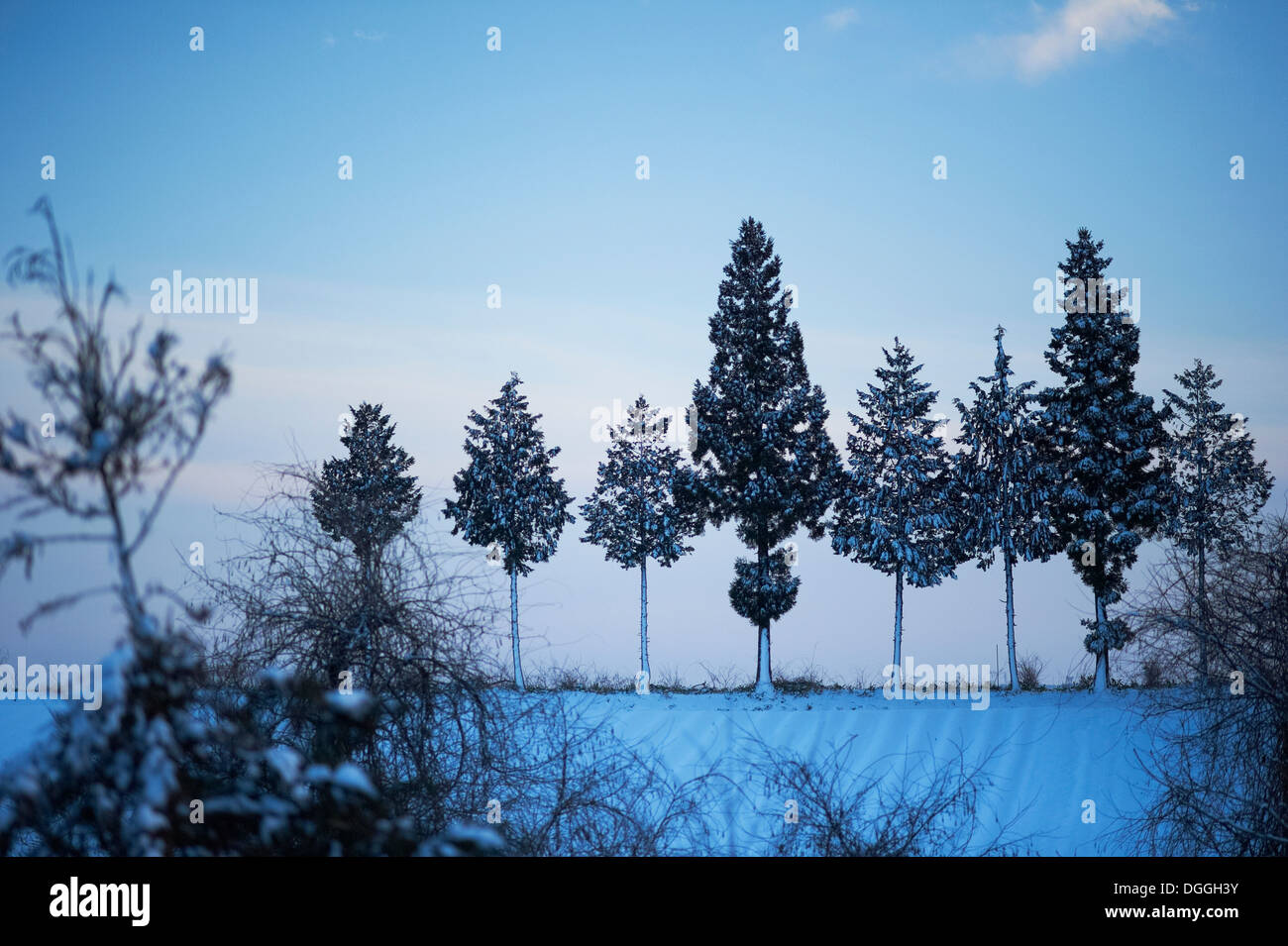 Dusk trees in the evening hi-res stock photography and images - Alamy