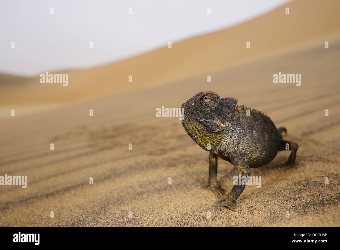 Namaqua Chameleon (Chamaeleo namaquensis) adult, walking on sand dune ...