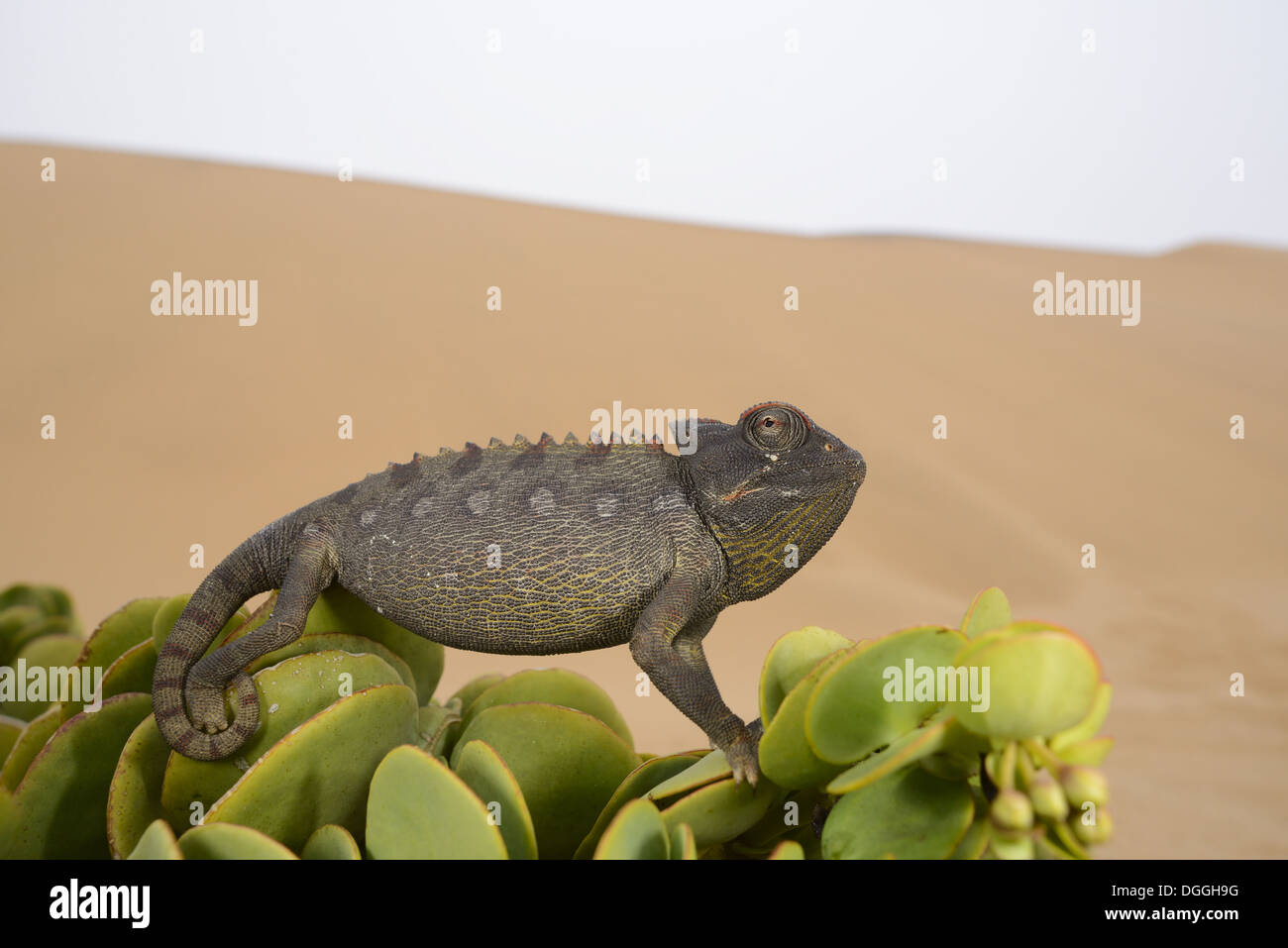 Namaqua Chameleon (Chamaeleo namaquensis) adult, clinging to succulent ...