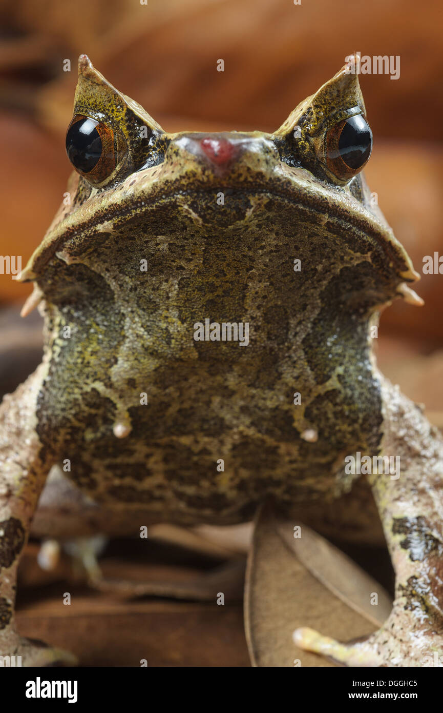 Asian Horned Frog (Megophrys nasuta) adult male, sitting on leaf litter ...