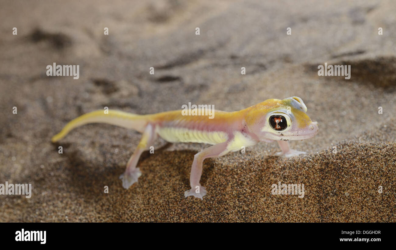 Web-footed Gecko (Pachydactylus rangei) adult, standing on sand dune in ...