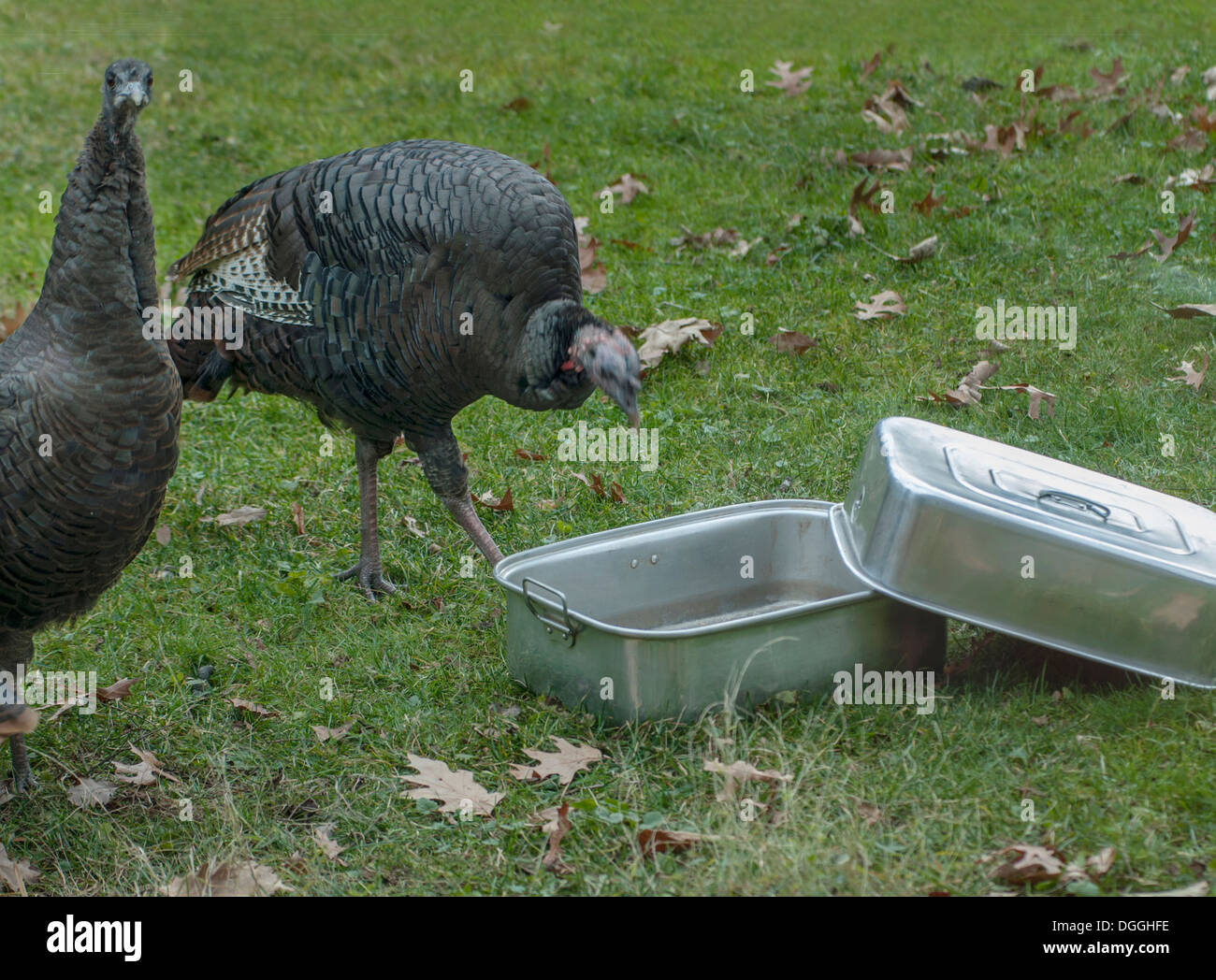 wild turkeys outdoors with empty roasting pan Stock Photo - Alamy