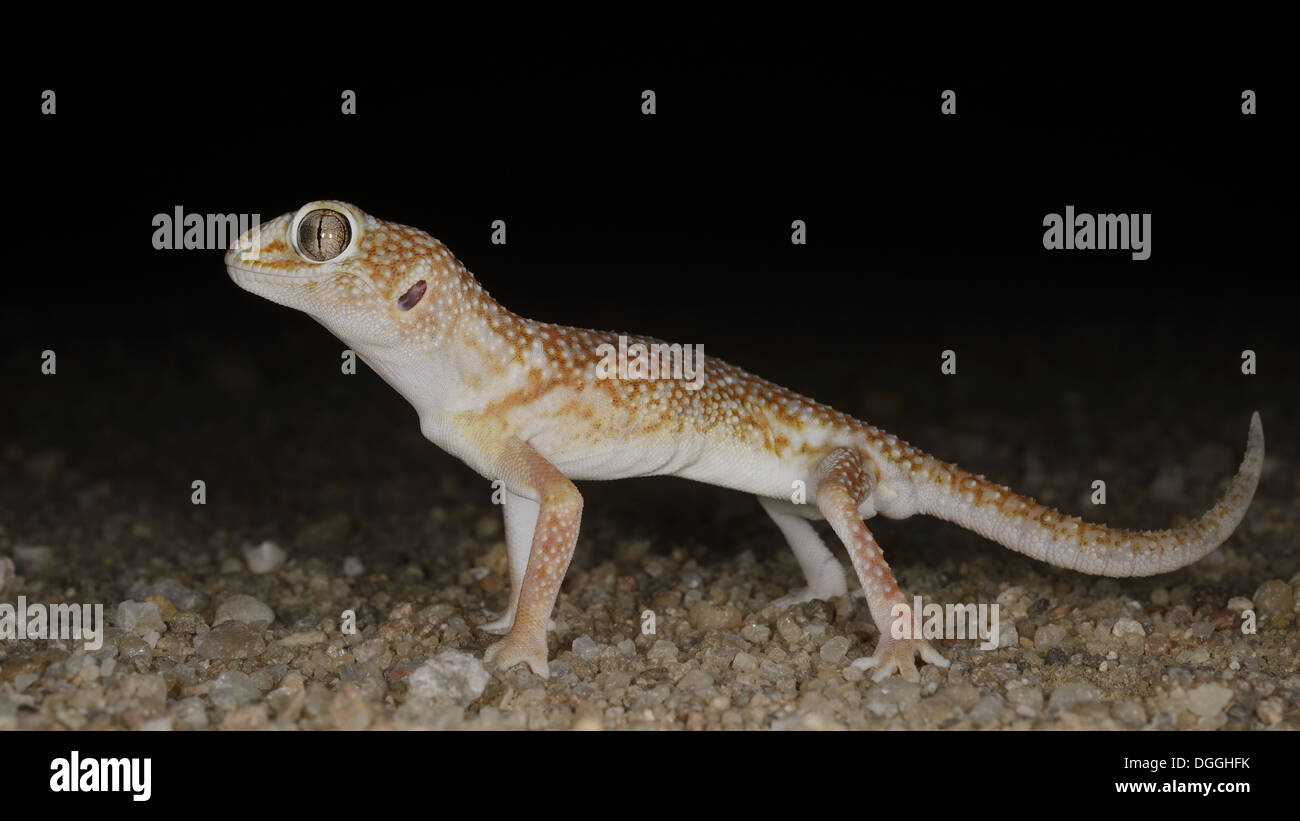 Namib Giant Ground Gecko Chondrodactylus angulifer adult, standing in ...