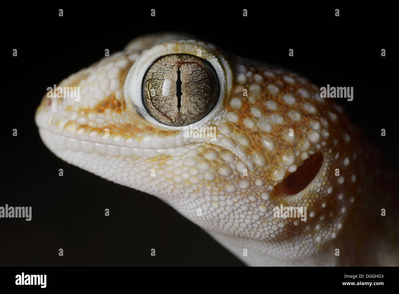 African giant ground gecko hi-res stock photography and images - Alamy