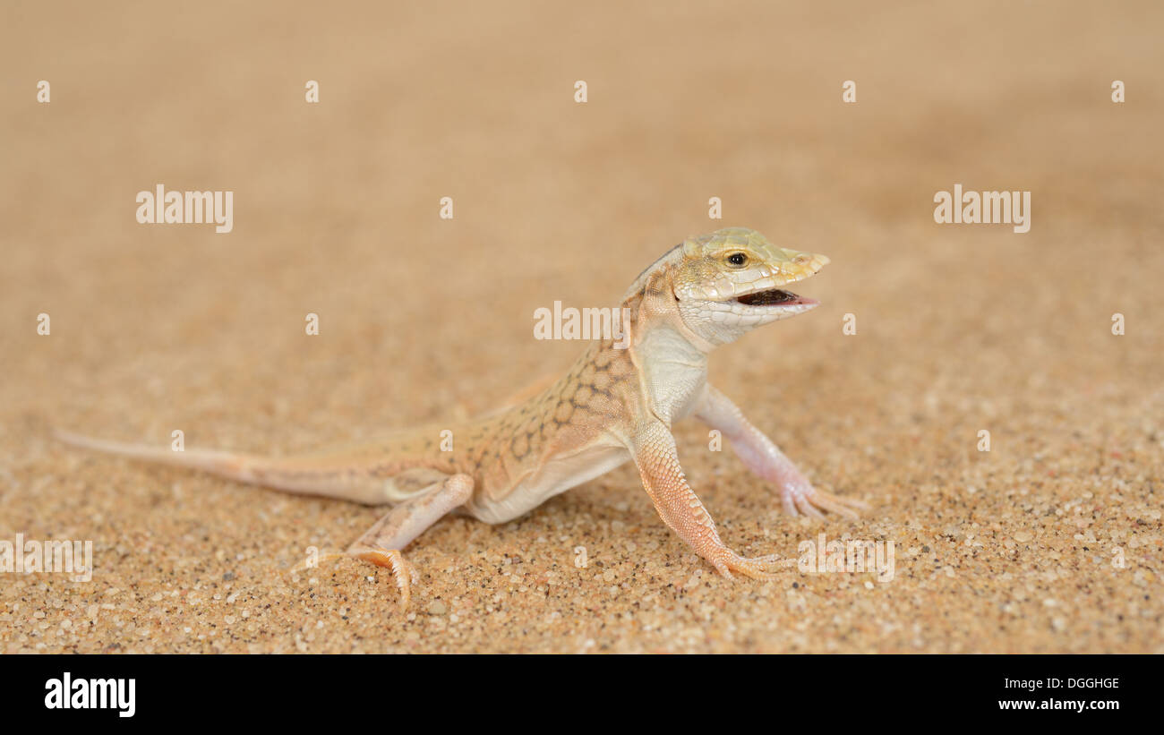 Shovel-snouted Lizard (Meroles anchietae) adult with mouth open ...