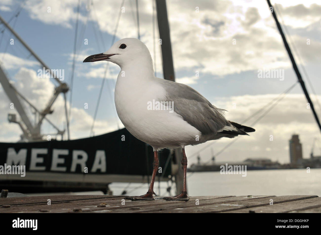 Close up photo of a seagull hi-res stock photography and images - Alamy