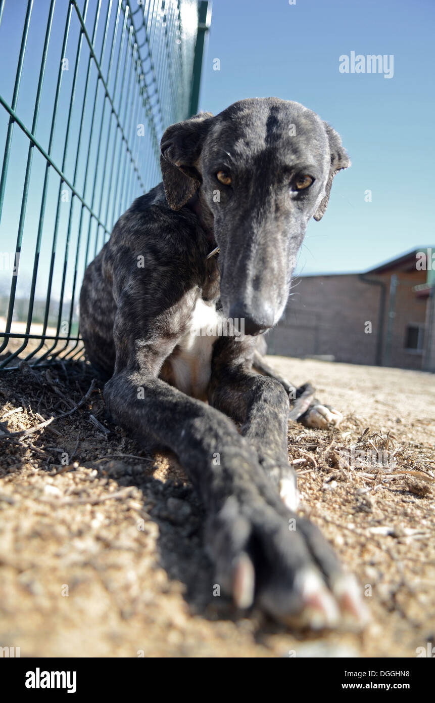 Abandoned greyhounds waiting for a new owner at a crowded dog shelter ...
