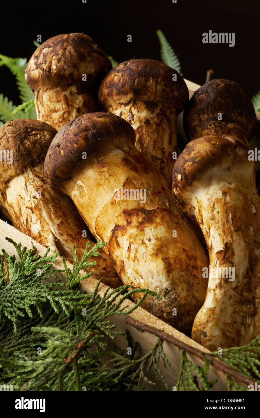 Matsutake mushrooms hi-res stock photography and images - Alamy