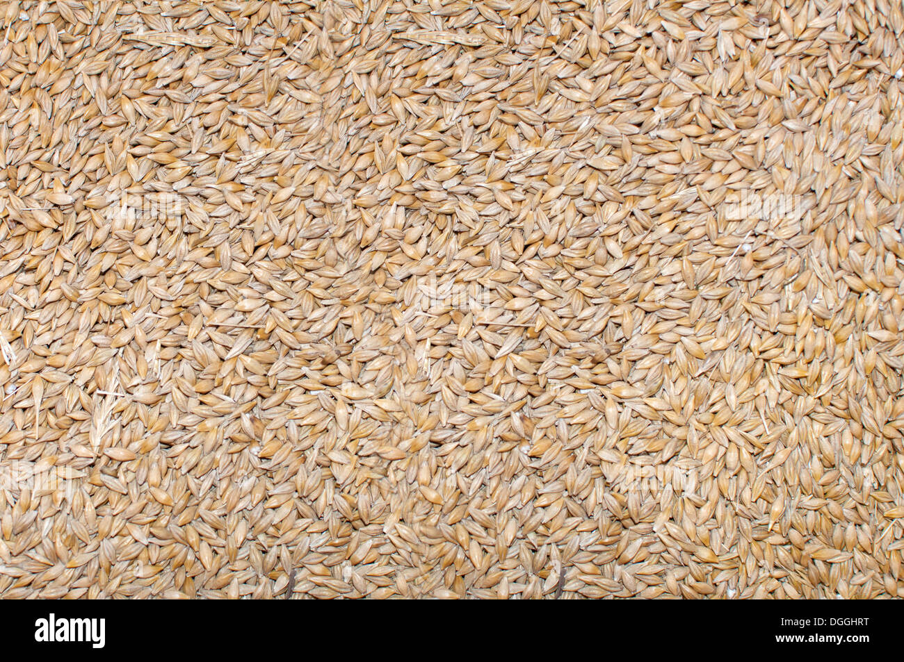 Large resolution image of corn Stock Photo - Alamy