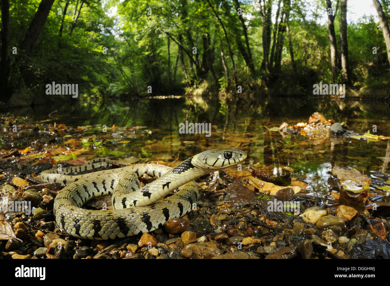 Stream Snakes