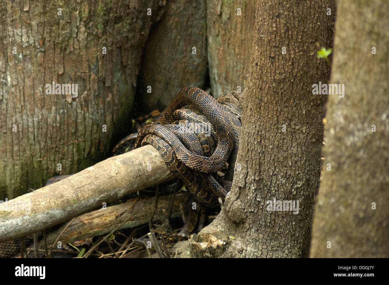 Florida banded water snake High Resolution Stock Photography and Images ...