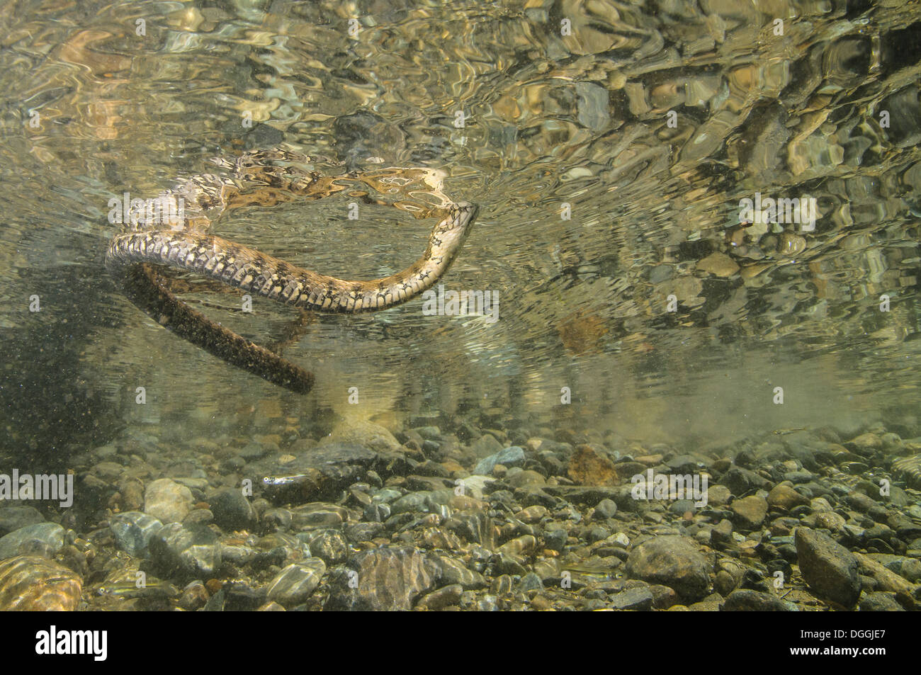 Viperine Snake (Natrix maura) adult, swimming, from below water, Italy ...