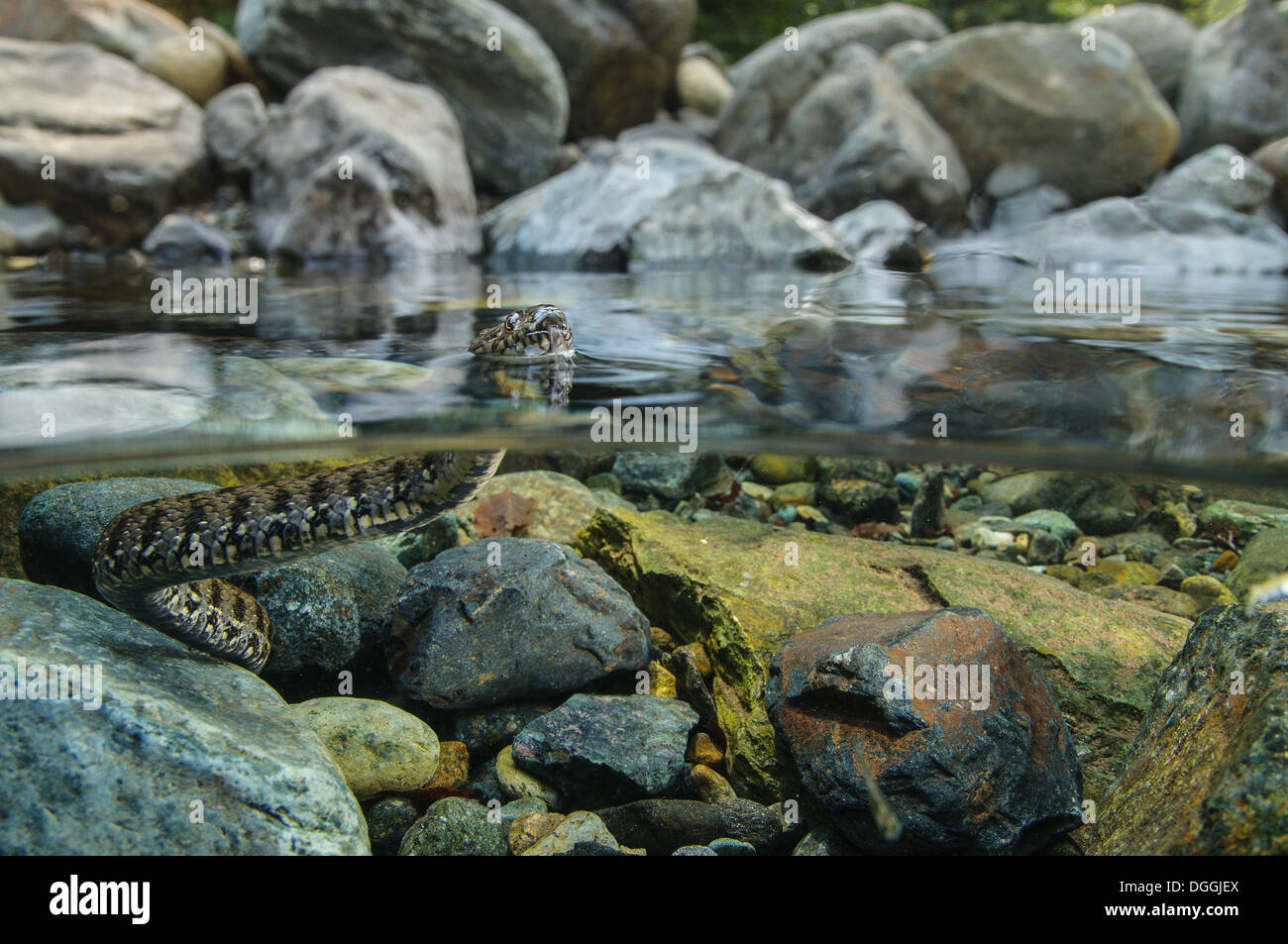 Viperine Snake (Natrix maura) adult, swimming, from above and below ...