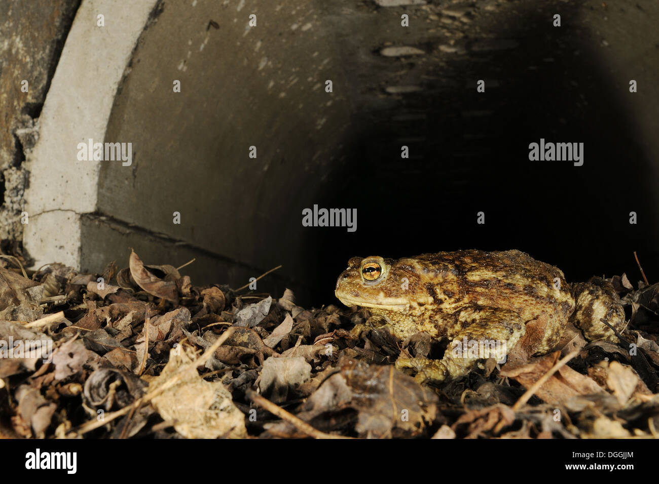 Common Toad (Bufo bufo) adult crossing road in underground tunnel ...