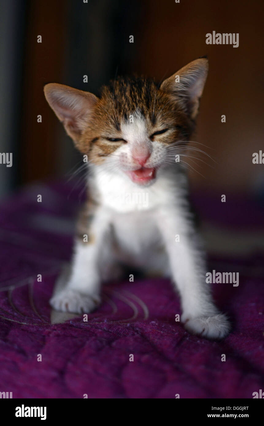 Two months old kitten at home Stock Photo - Alamy
