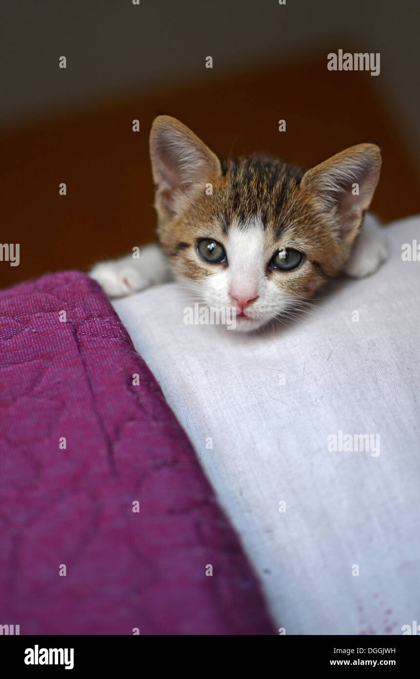 Two months old kitten at home Stock Photo - Alamy