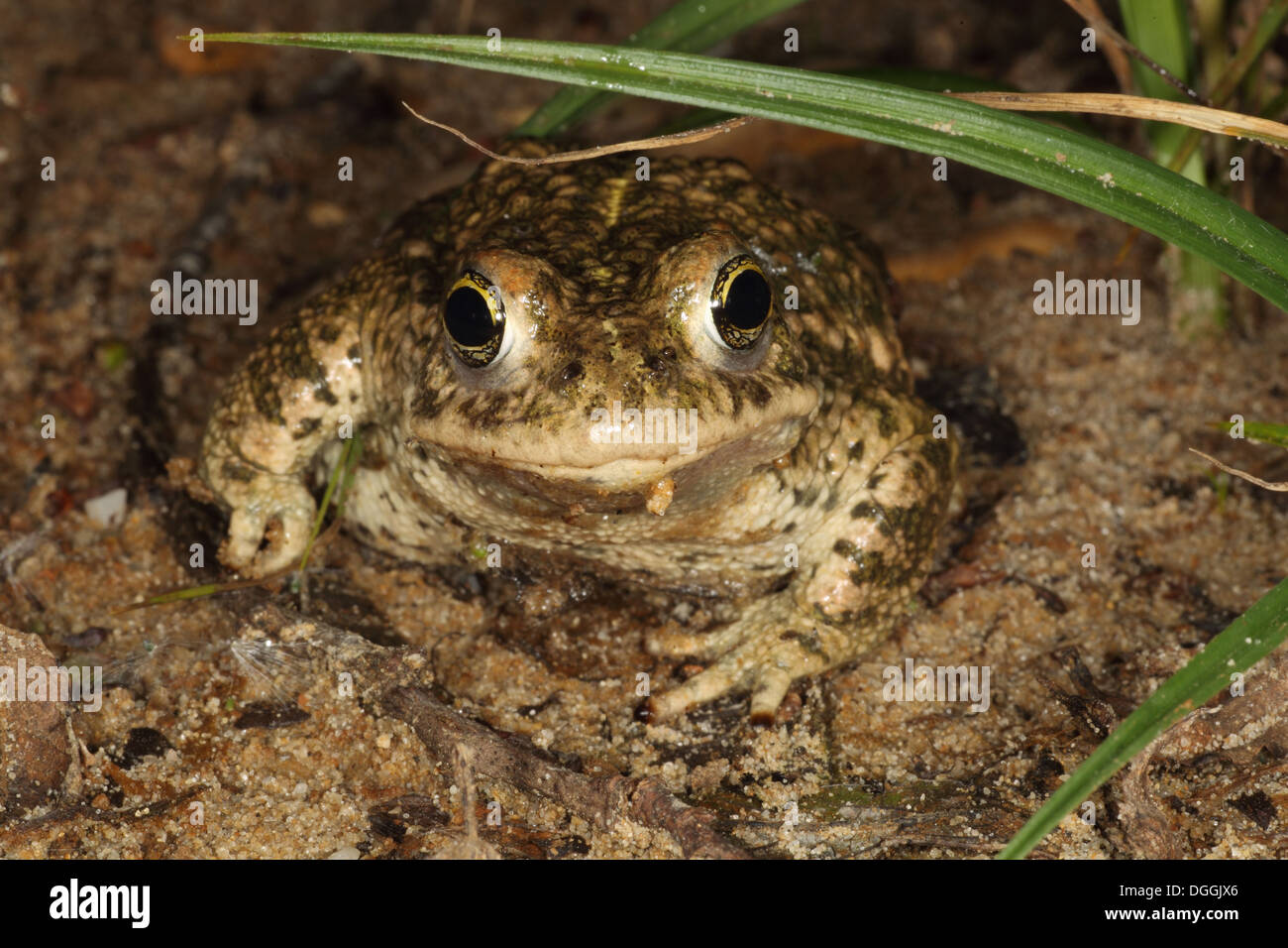 Natterjack toads uk sand hi-res stock photography and images - Alamy