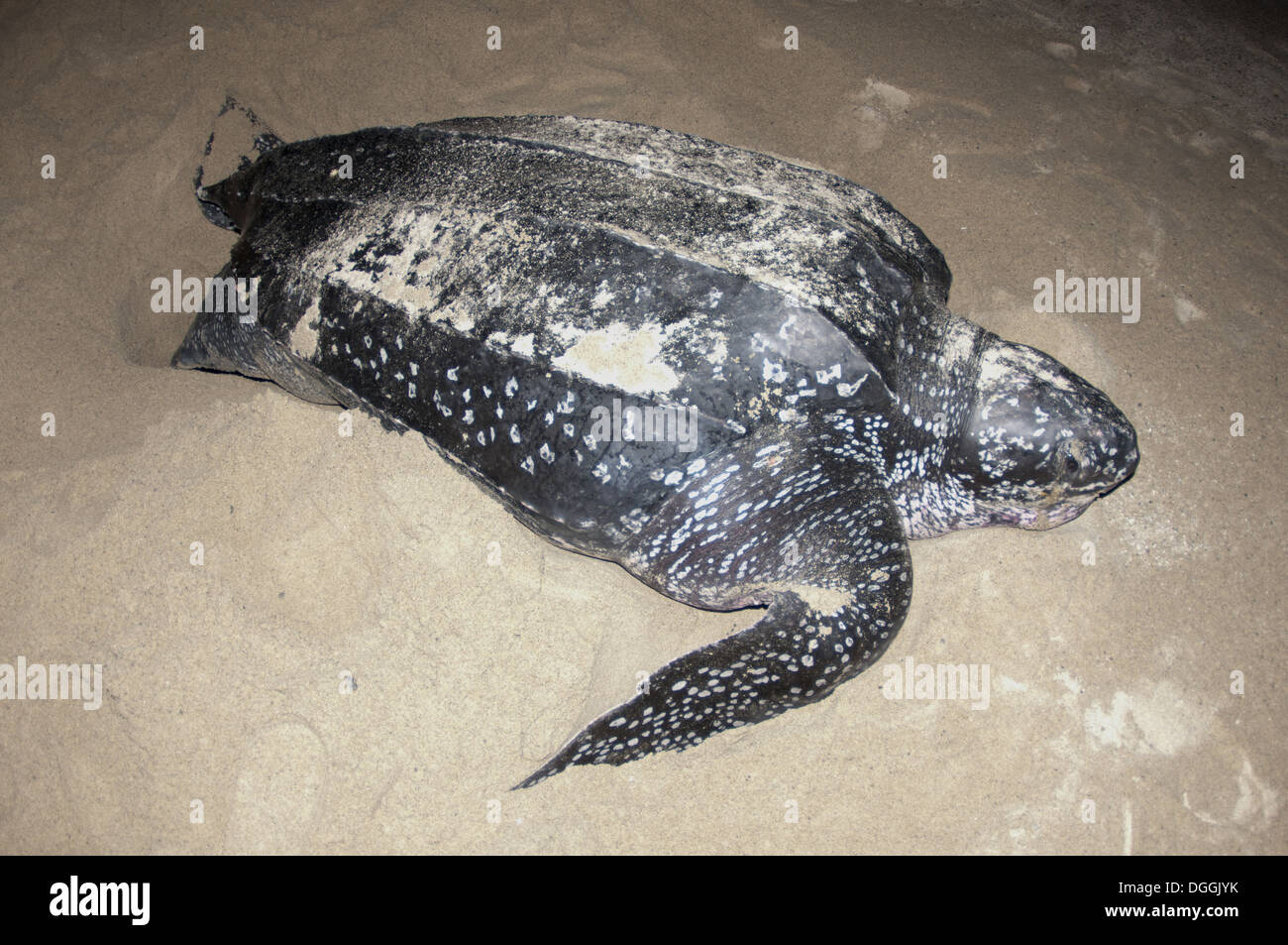 Leatherback Turtle (Dermochelys coriacea) adult female digging hole and ...