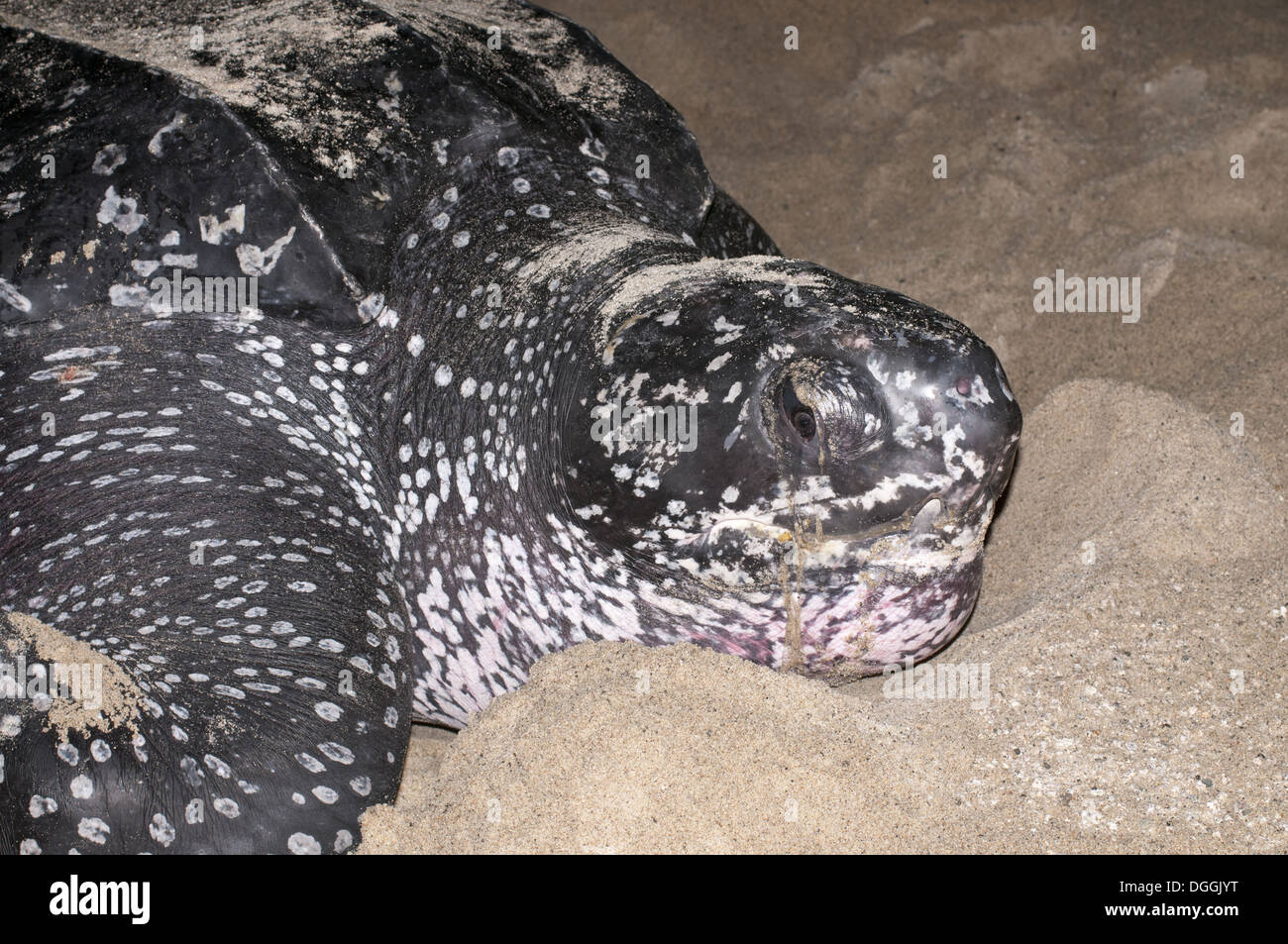 Leatherback Turtle (Dermochelys coriacea) adult female close-up of head ...