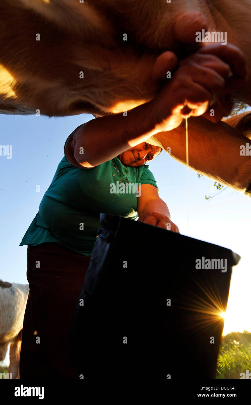Person milking a cow hi-res stock photography and images - Alamy