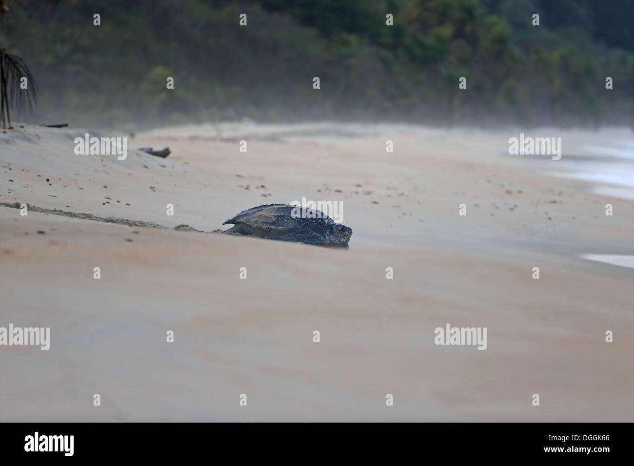 Leatherback Turtle (Dermochelys coriacea) adult female returning to sea ...