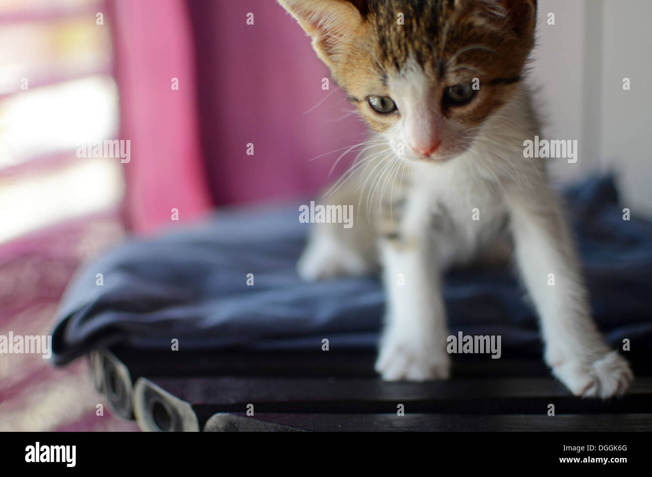 Two months old kitten at home Stock Photo - Alamy