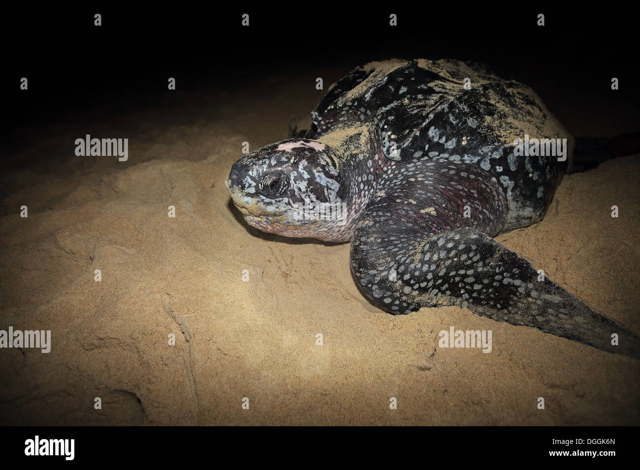 Leatherback Turtle (Dermochelys coriacea) adult female digging hole and ...