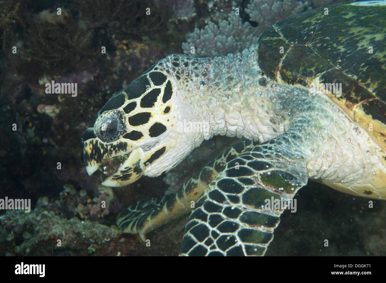 Loggerhead Turtle (Caretta caretta) adult feeding on coral Dampier ...