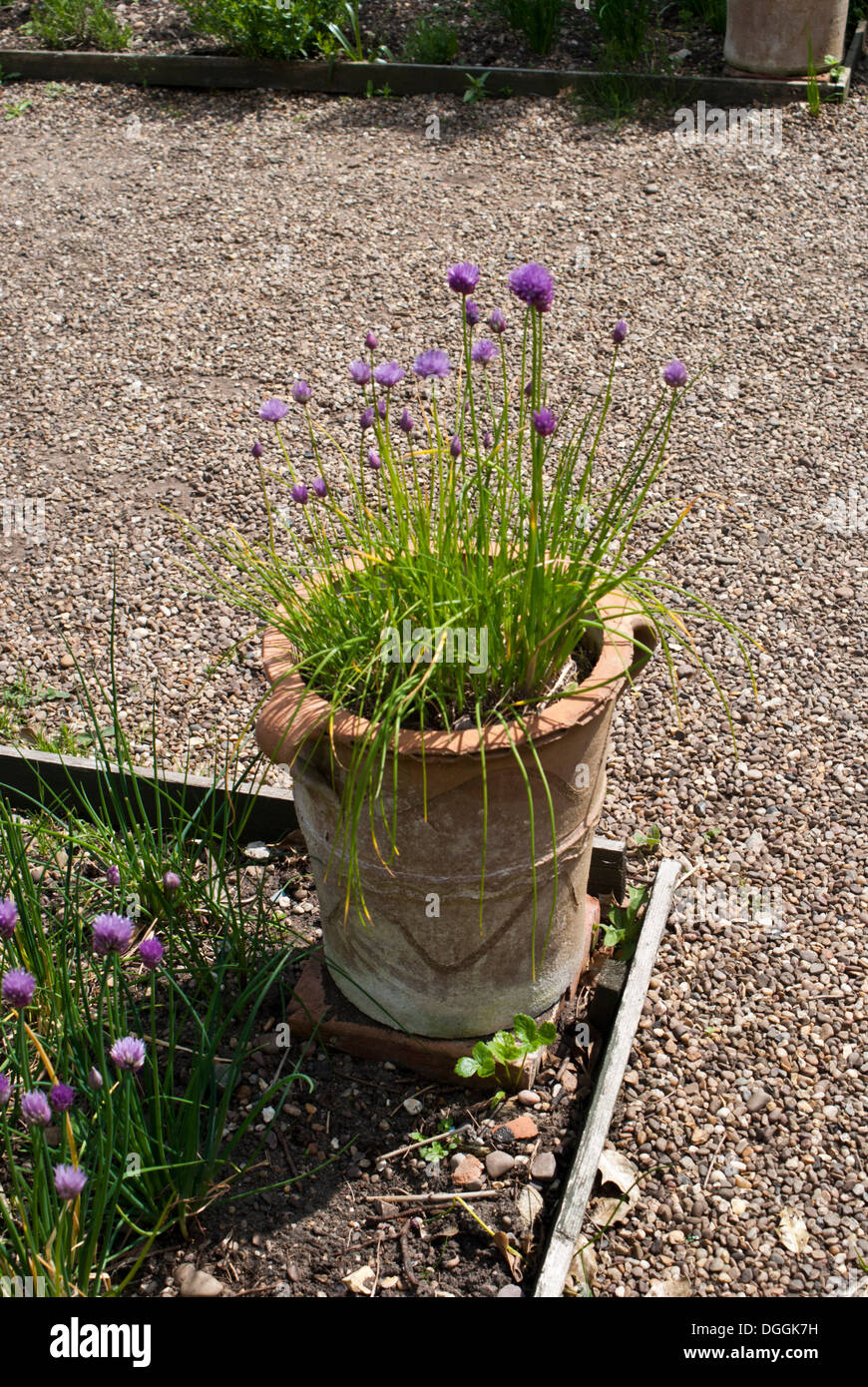 Flowering chives growing in an ornate plant pot Stock Photo - Alamy