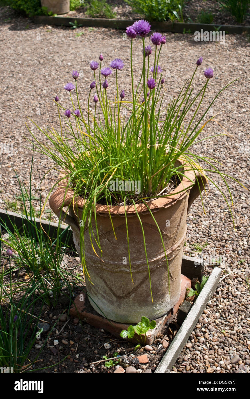 Flowering chives growing in an ornate plant pot Stock Photo - Alamy
