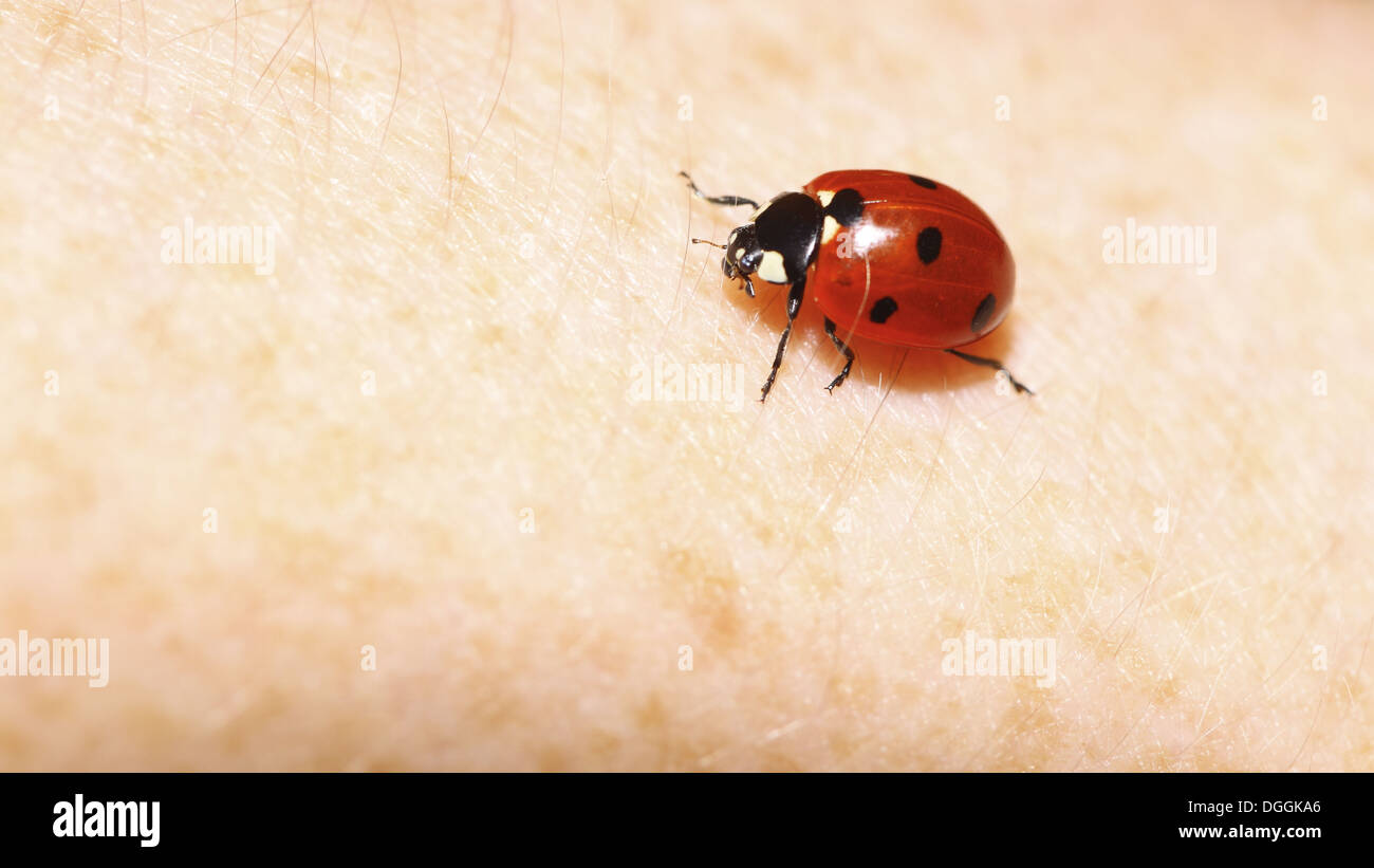 red ladybug on woman hand ladybird human skin nature spring Stock Photo ...