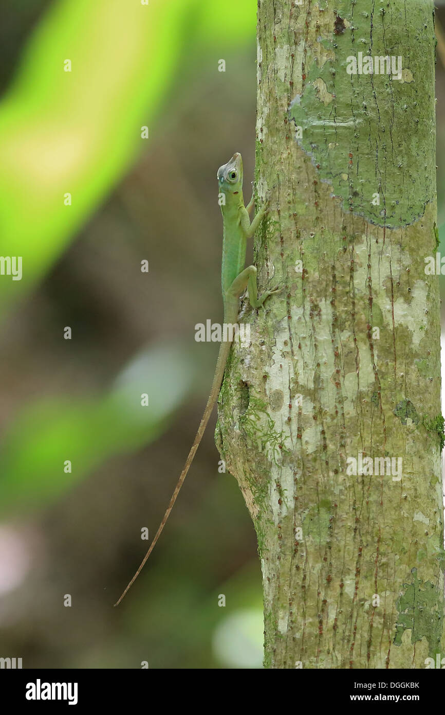 Richard's Anole (Anolis richardii) introduced species, adult, resting ...