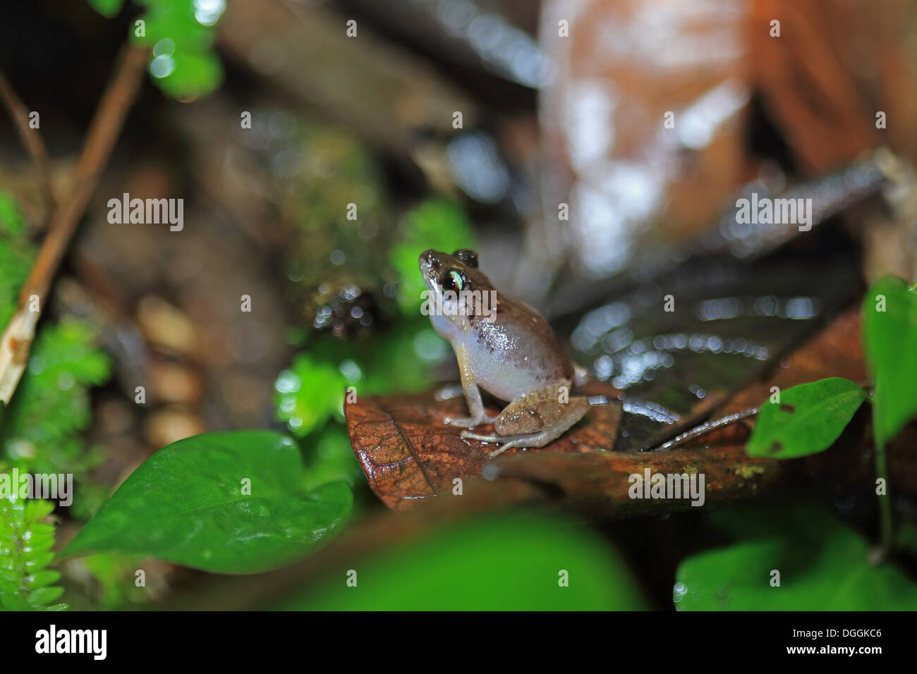 Urich's Rain Frog (Pristimantis urichi) adult male, calling, sitting on ...