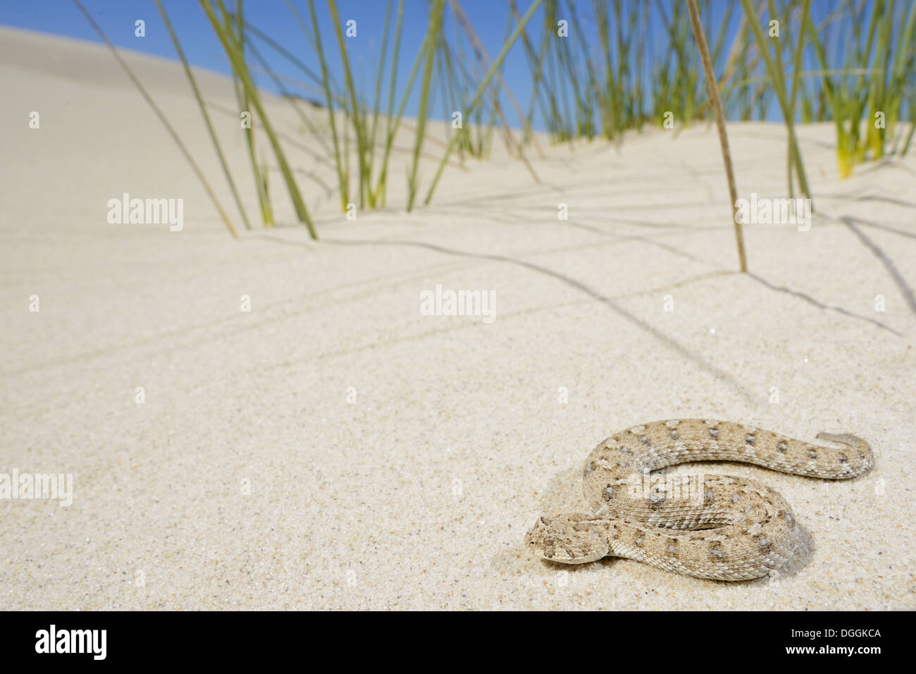 Namaqua Dwarf Adder (Bitis schneideri) adult, on sand dune in desert ...