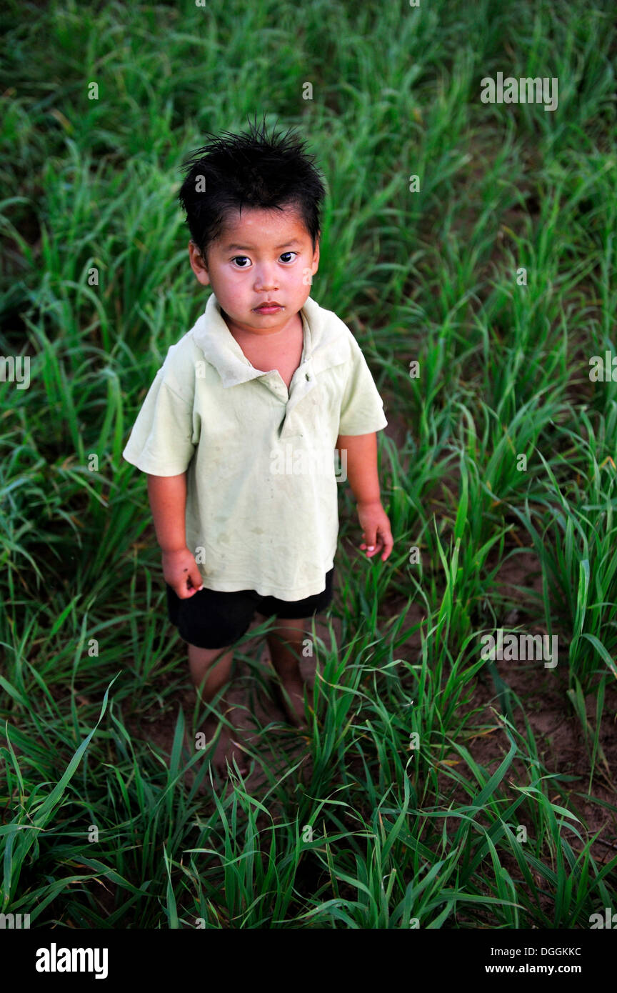 Boy, 2, standing in a field of oats, in a community of Guarani Indians ...