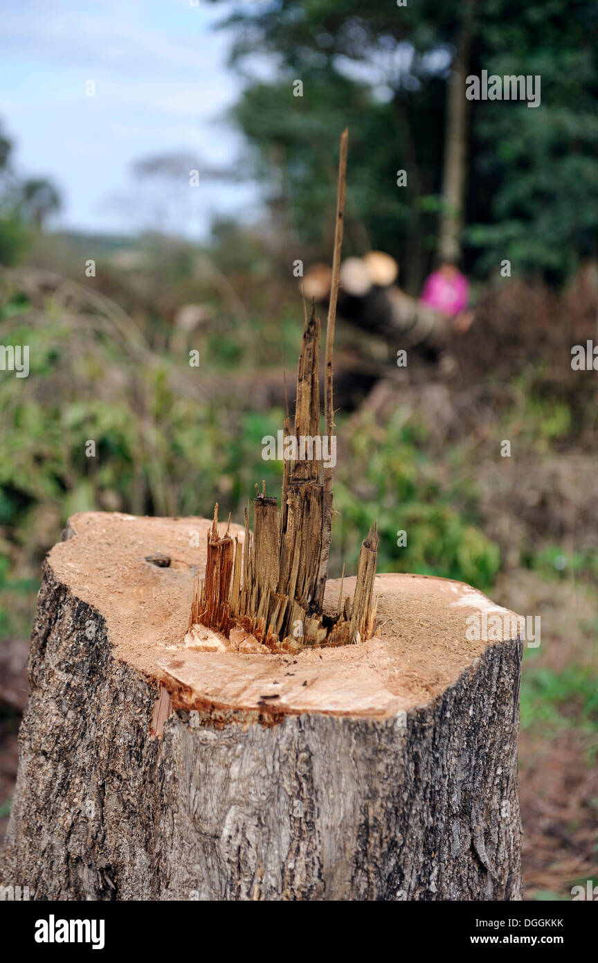 Deforesting hi-res stock photography and images - Alamy