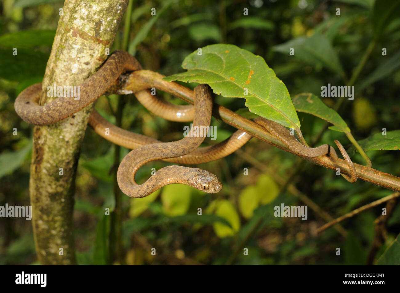 Montane Egg-eater Snake (Dasypeltis atra) adult coiled on branch Kahuzi ...