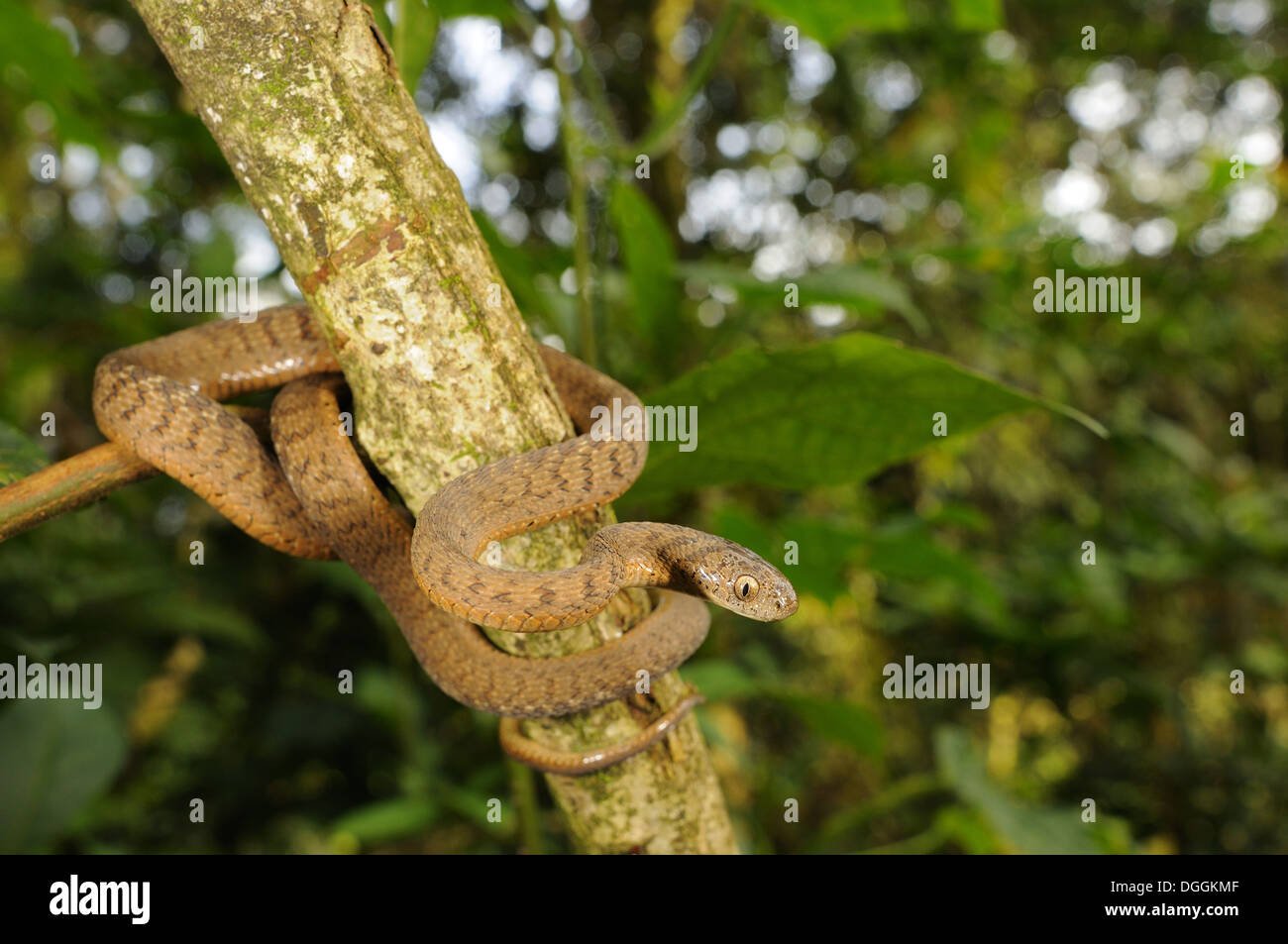 Montane Egg-eater Snake (Dasypeltis atra) adult coiled on branch Kahuzi ...